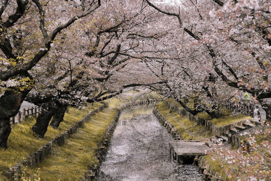 Spring in Japan: Cherry Blossoms, Weather & Travel Guide | OneVasco Blog
